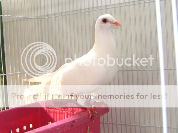 Pigeon Size | Pigeon-Talk