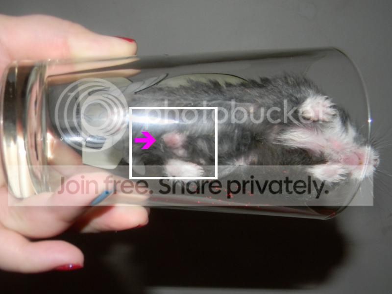 Roxy: Possible Lump? - Hamster Central