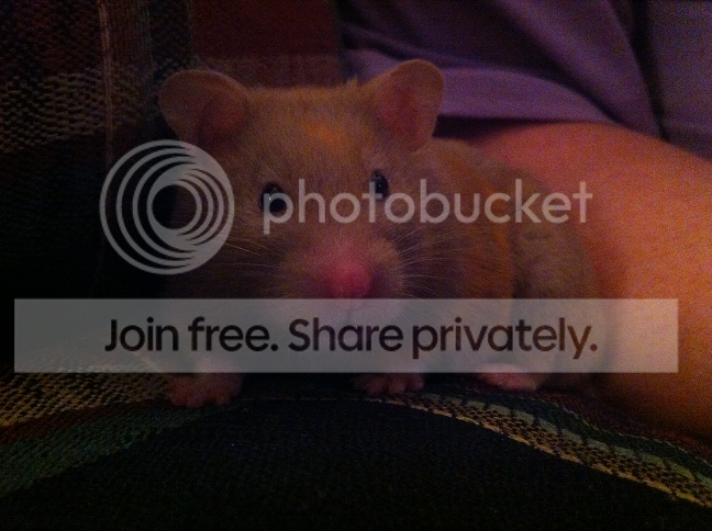 hamster icons service - Hamster Central