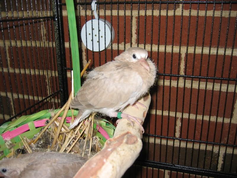 The long road to tame friendly doves? | Page 3 | Pigeon-Talk