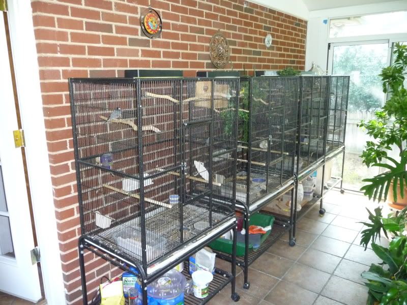 Some photos of my Sunroom (i.e. my BIRD room!) | Avian Avenue Parrot Forum