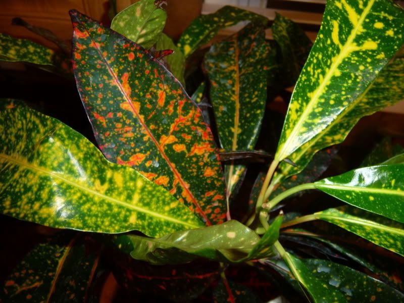 What kind of croton is this? | TropiScape.com/Palmpedia