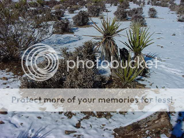 Hardy cacti from Poland - CactiGuide.com