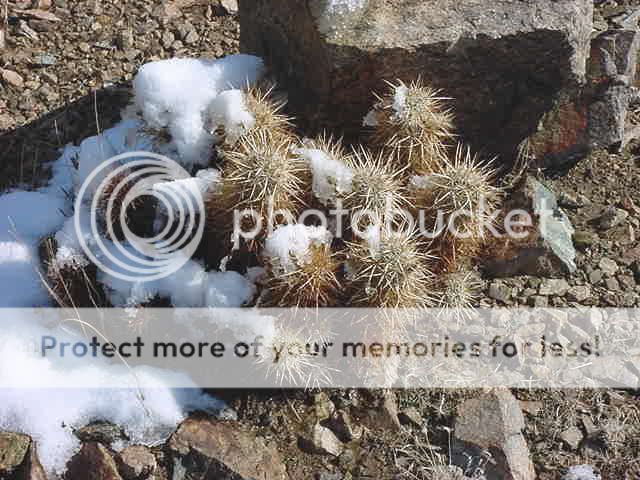 Hardy cacti from Poland - CactiGuide.com