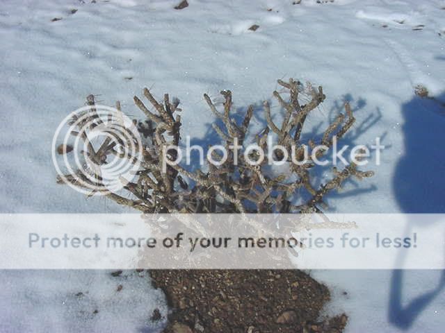 Hardy cacti from Poland - CactiGuide.com