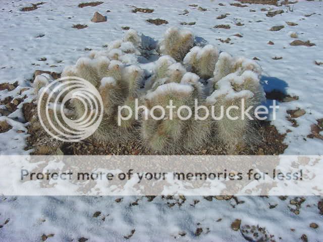 Hardy cacti from Poland - CactiGuide.com