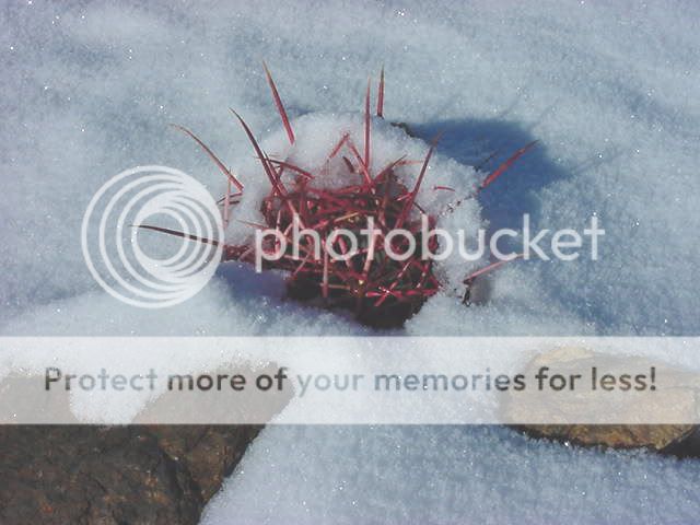 Hardy cacti from Poland - CactiGuide.com