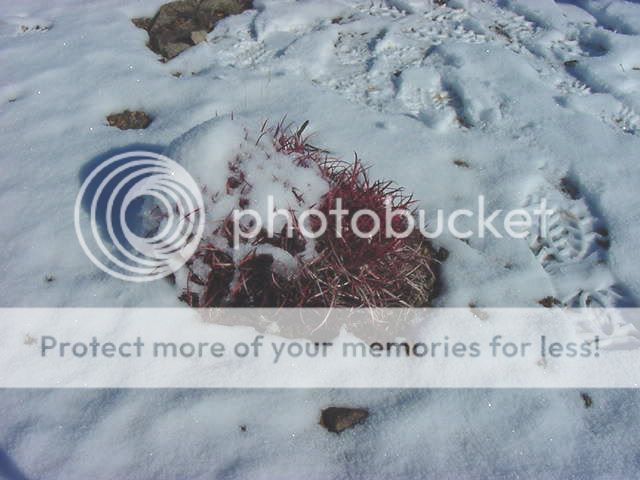 Hardy cacti from Poland - CactiGuide.com