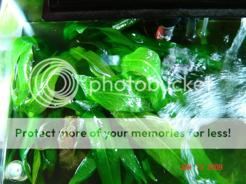 Amazon Swords,E. Vesuvius,moss,najas,java fern | Aquatic Plant Forum