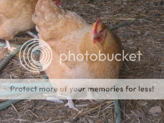 Buff Orp pictures.. | BackYard Chickens - Learn How to Raise Chickens