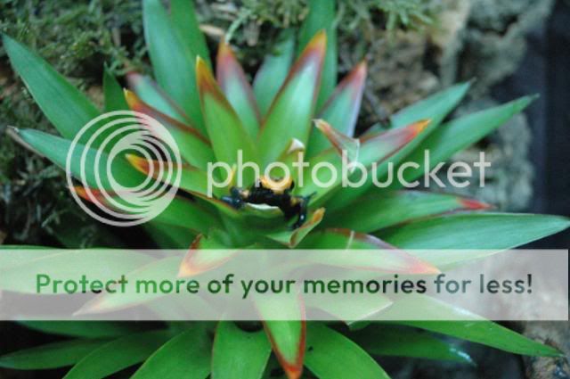 Leaping Lizards New Shop!!! | Page 5 | Reptile Forums