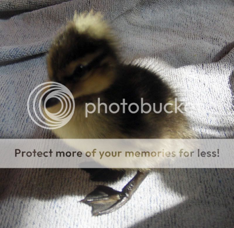 Penciled/Pied Call Ducklings!!! + 1 Crested!! | BackYard Chickens ...