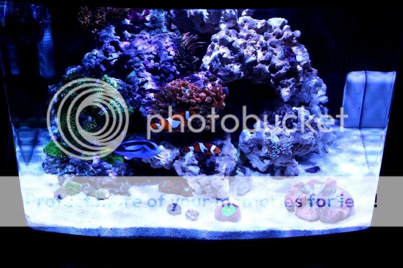 New 29 Biocube Setup with New Kessil A160 | Reef2Reef