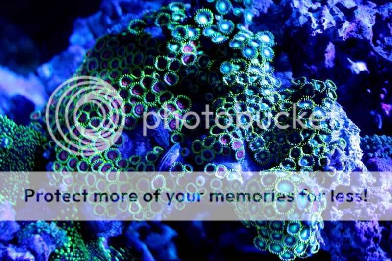 New 29 Biocube Setup with New Kessil A160 | Reef2Reef