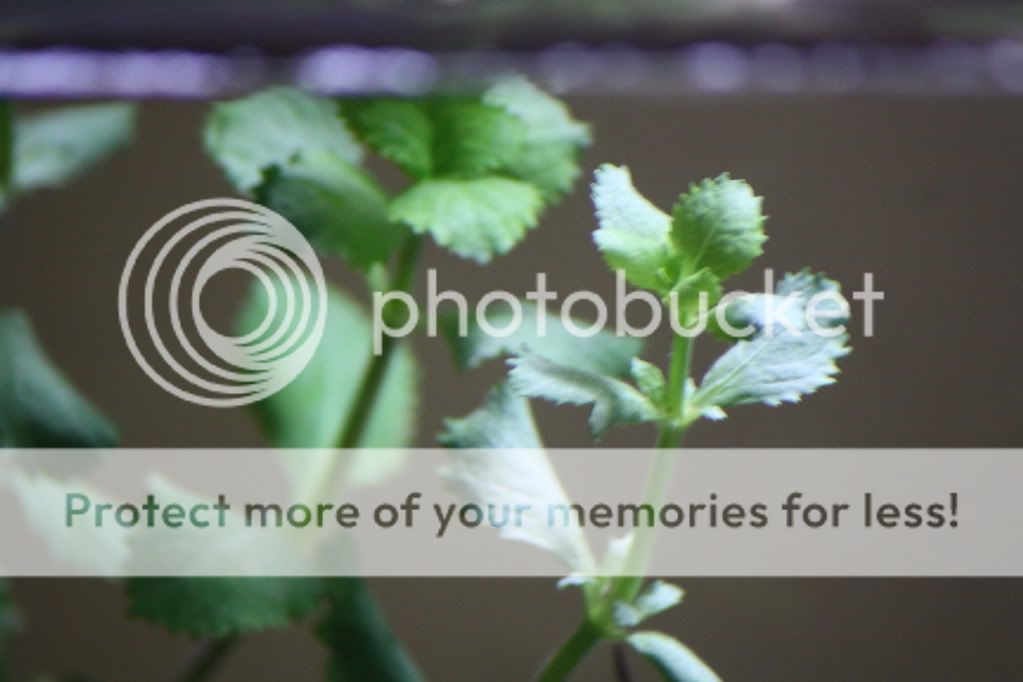 Plant ID plzzz | Tropical Aquariums SA