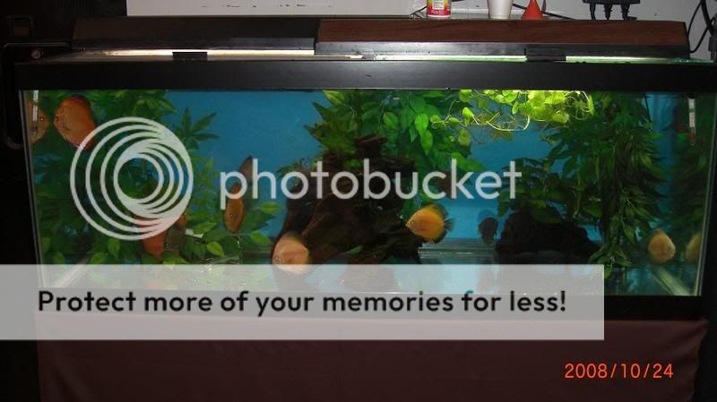 What is the best background color for Discus? | Cichlid Fish Forum