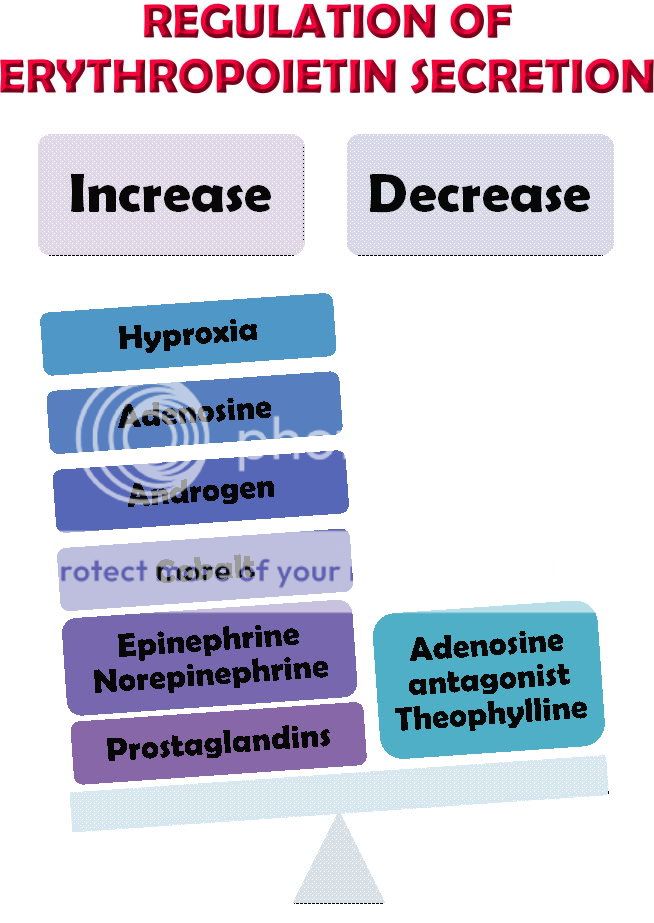 Erythropoietin Hormones: hikaeru — LiveJournal