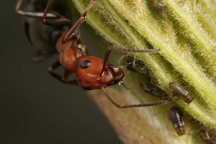 Macro World - Photography - FM Forums