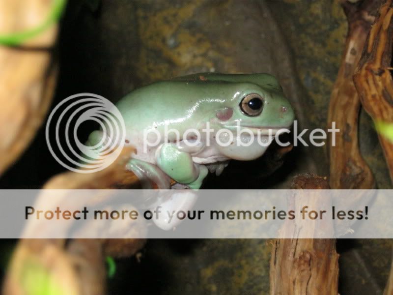 My White's Tree Froggies | Reptile Forums