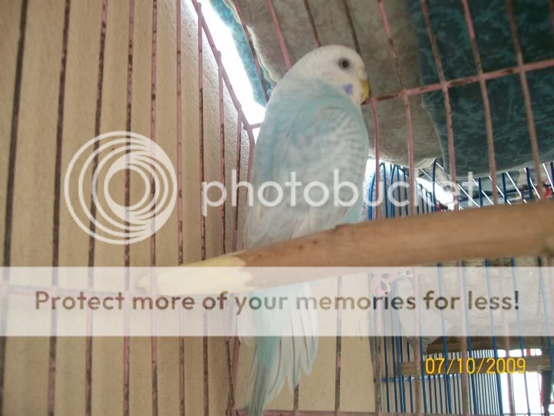 Periquitos australianos - Turquesas y azules - Colores, genética y ...