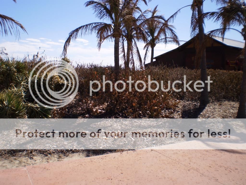 Pics of Castaway Cay after Hurricane Sandy | The DIS Disney Discussion ...