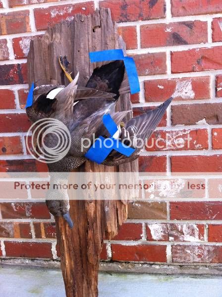 Dead gadwall mount | Duck Hunting Forum