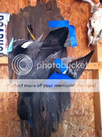 Dead gadwall mount | Duck Hunting Forum