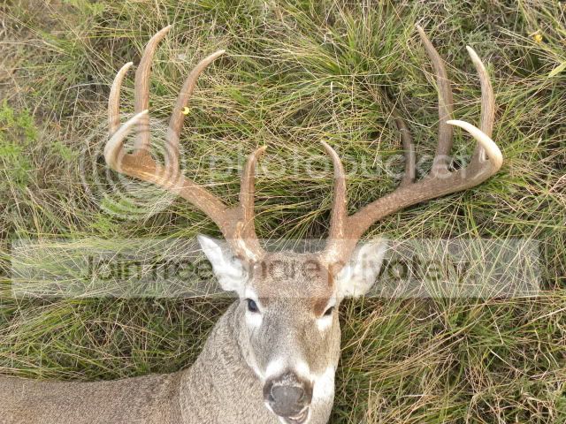 Management on smaller acreage? - Texas Hunting Forum