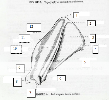 The Canine Scapula Quiz - By vetstudent248