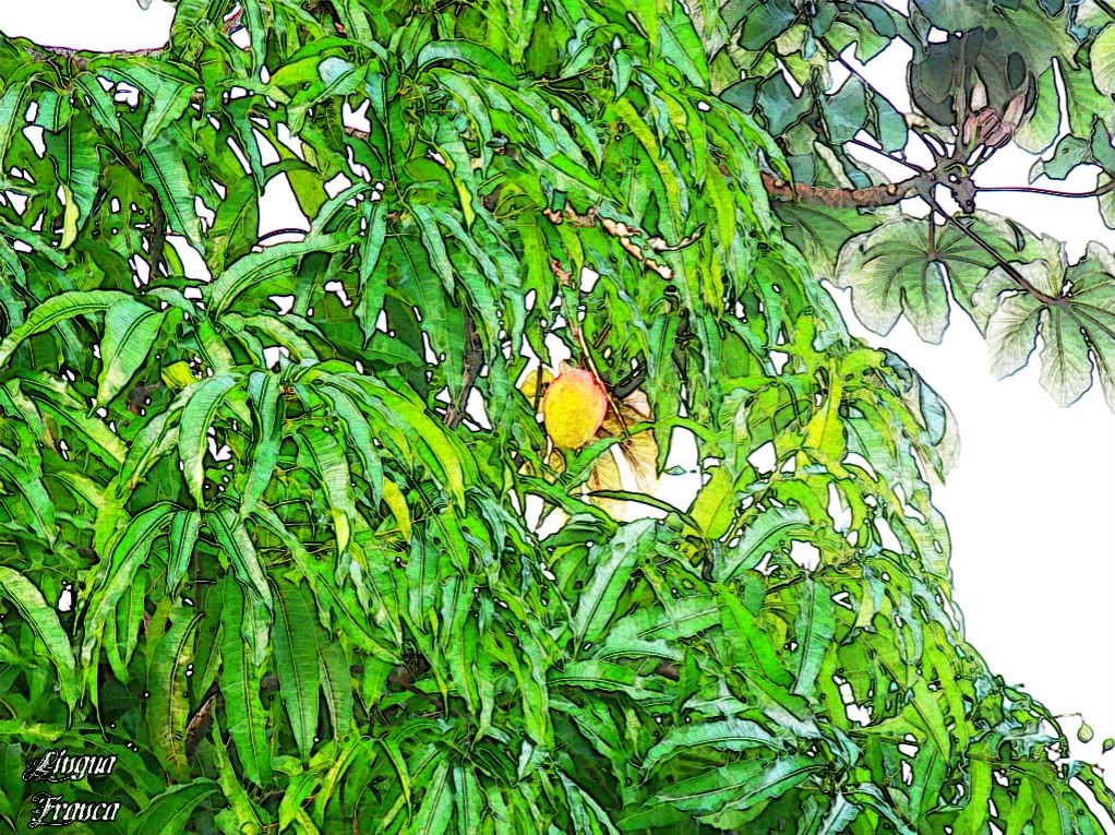 Photograph of the Day: Ripe Mango – Lingua Franca