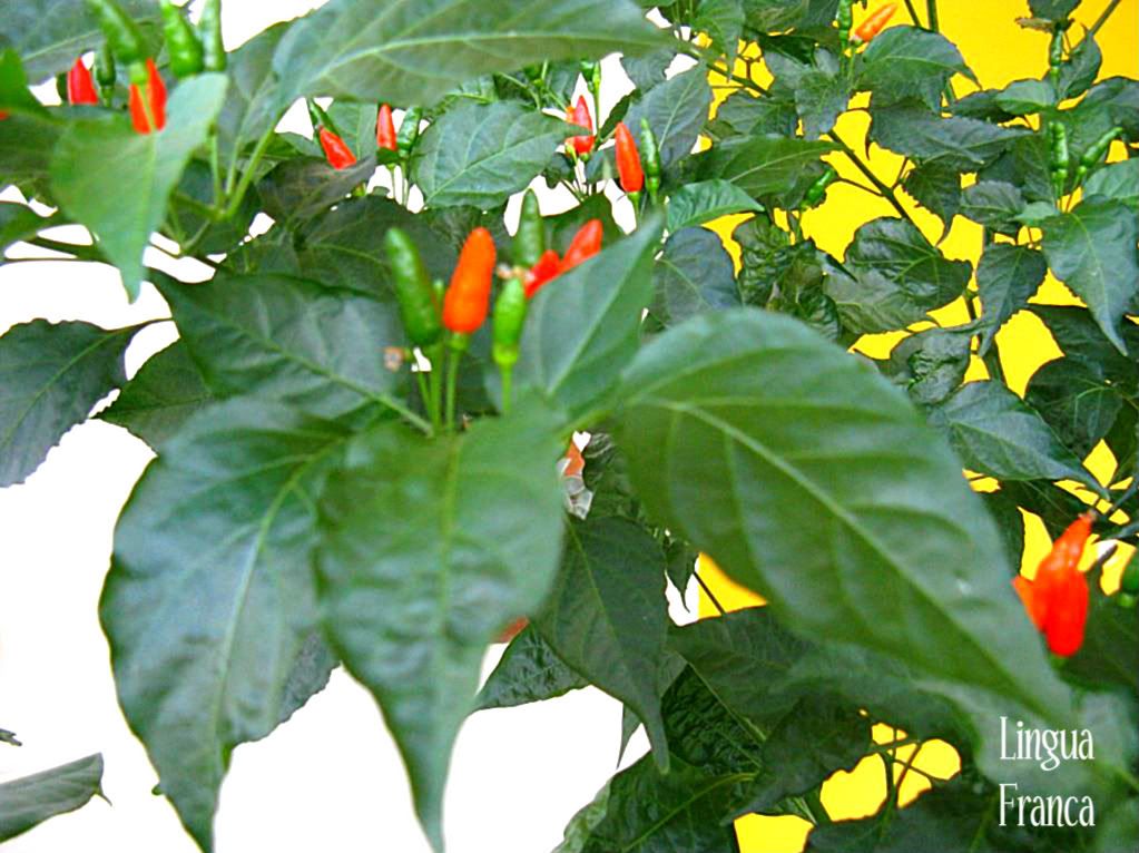 Unexpected Vegetable Garden – Lingua Franca