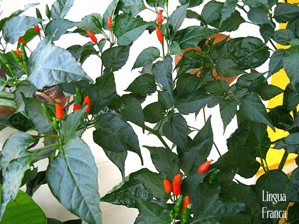 Unexpected Vegetable Garden – Lingua Franca