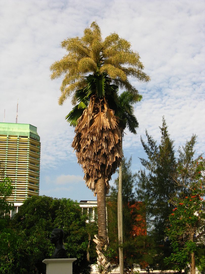 Tropical Flora of Panama – Lingua Franca