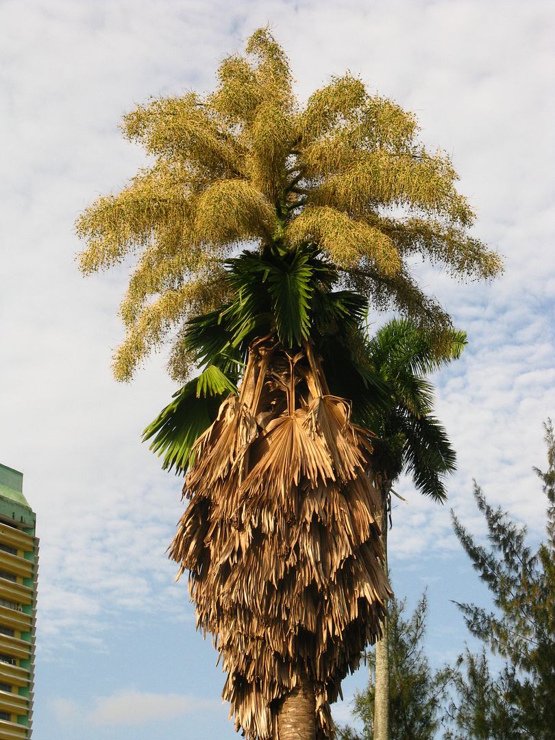 Tropical Flora of Panama – Lingua Franca