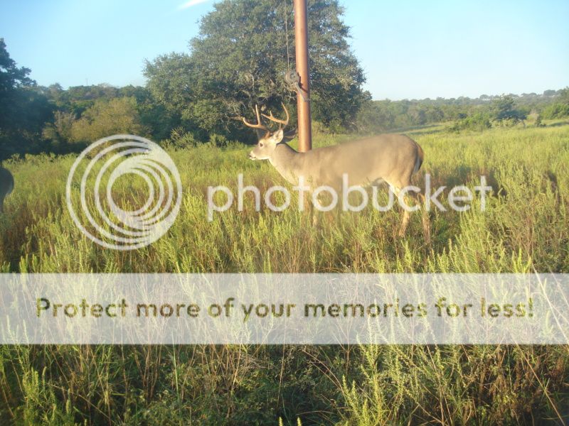 Found a mgt buck - TexasBowhunter.com Community Discussion Forums