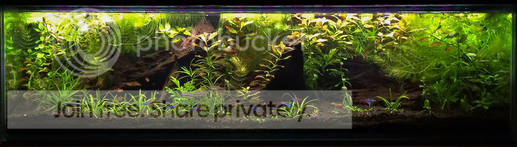What is the best lighting for shallow planted tanks | The Planted Tank ...