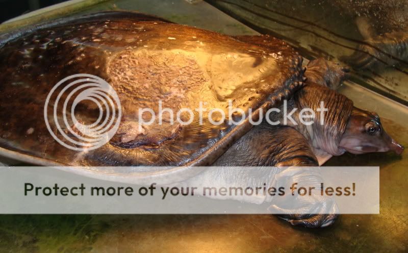 FLORIDA SOFT SHELL SHELL ROT/INFECTION? - EMERGENCY CARE - Turtle Forum