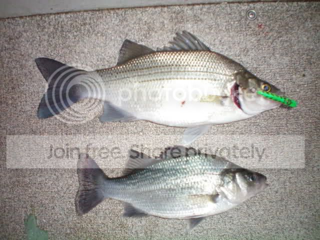 Crappie vs White Perch on Slab Sauce