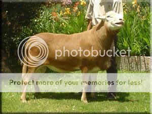 Pelibuey sheep - Alchetron, The Free Social Encyclopedia